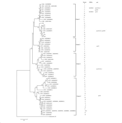 phylogenetic relationships as determined by mlst data the presence