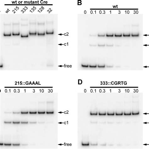 Substrate Cleavage Assays Cleavage Of Intact A And Nicked B Loxp