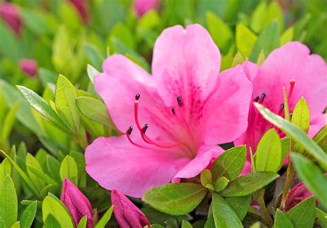 サツキの植物図鑑と育て方をわかりやすく解説 植物 図鑑 サツキ フラワーショップ