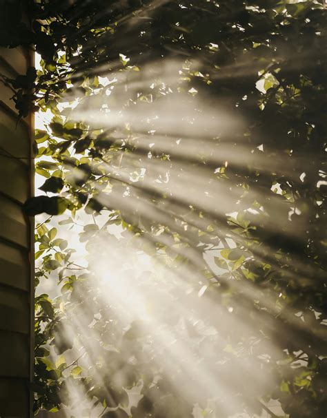 나무 사이로 들어오는 태양 광선 사진 Unsplash의 무료 광 이미지
