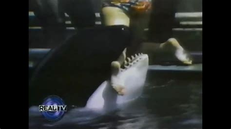 Seaworld Shamu Attack Video