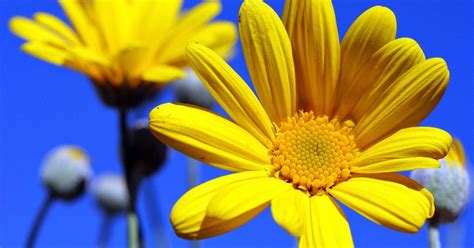 Патріотичні шпалери на робочий стіл