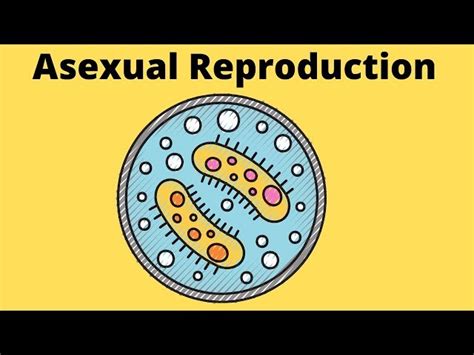 Fission Asexual Reproduction