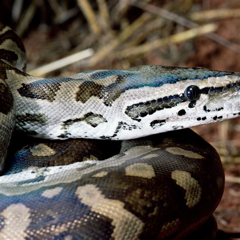 Pythons Eating People