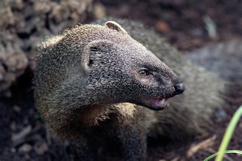 Egyptian Mongoose Photograph By Photostock Israelscience Photo Library Fine Art America