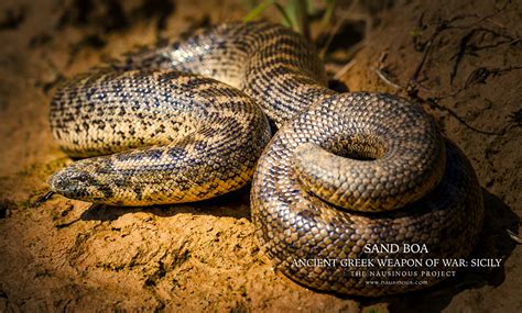 Sand Boa Ancient Greek Weapon Of War Sicily Nausinous