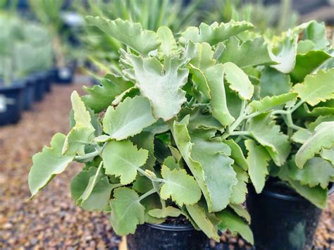 Velvet Leaf Plant 25cm Crazy Cactus