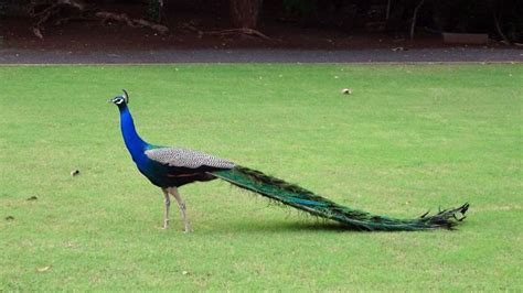 Why Researchers Are Trying To Unlock Genetic Secrets Of The Peacock