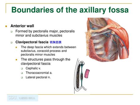 Axillary Fossa
