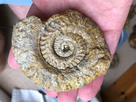 Ammonites