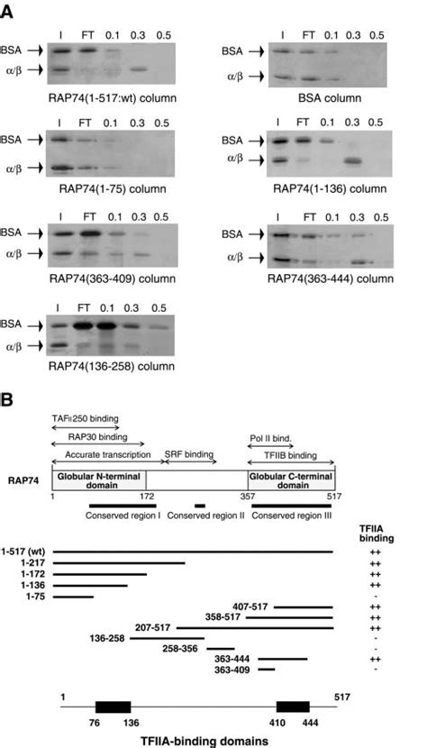 Interactions Of Tfiia With Rap74 Deletion Mutants A Protein Affinity