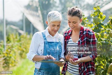 Raspberry Field Photos And Premium High Res Pictures Getty Images