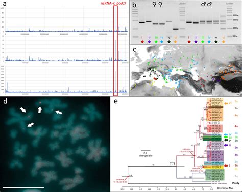 Genetic Code Of The European Green Toad Reveals A Sex Determination