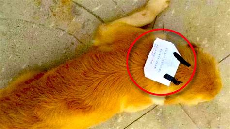 Обиженный пес убежал из дома и вернулся с запиской на голове Youtube