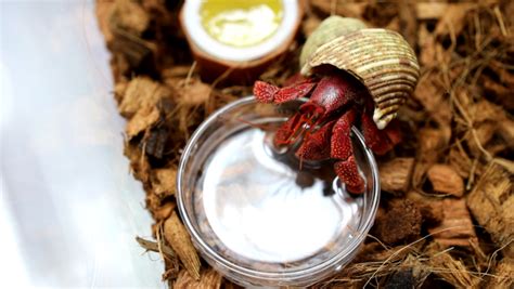 소라게키우기 딸기소라게를 위해 해수염 준비 네이버 블로그