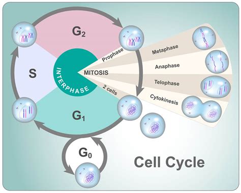 Cell Cycle Interphase Mitosis Prophase Metaphase Anaphase Telophase Cytokinesis