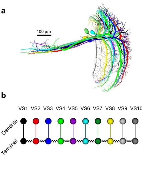 VS Network Models Used For Simulations A Illustration Of The Model Download Scientific