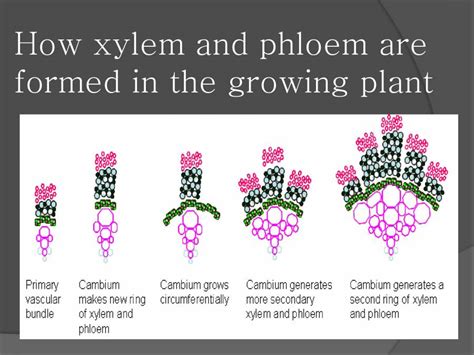 Xylem Powerpoint Slides Learnpick India