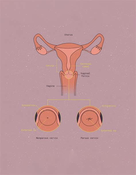 The Cervix An Owners Manual The Fornix Flex