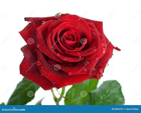 Rosebud stock image. Image of detail, nature, decorative - 8365191