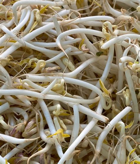 Germen De Soya Domo De La Chinampa