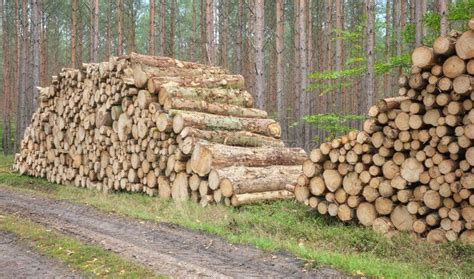 Stacked Logs In A Forest Deforestation Concept Selective Focus Stock