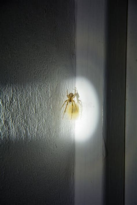 Web Spider With Cocoon In A White House Corner In The Light Of A Flashlight Stock Image Image