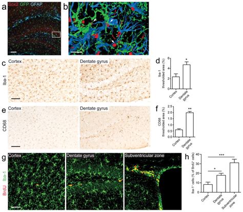 Neural Progenitor Cells Regulate Microglia Functions And Activity States Pmc