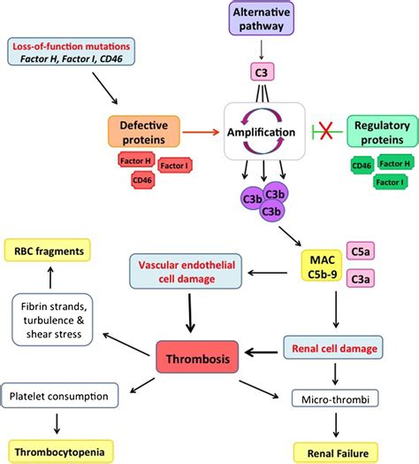 A Complementary Component To Atypical Haemolytic Uraemic Syndrome Bmj