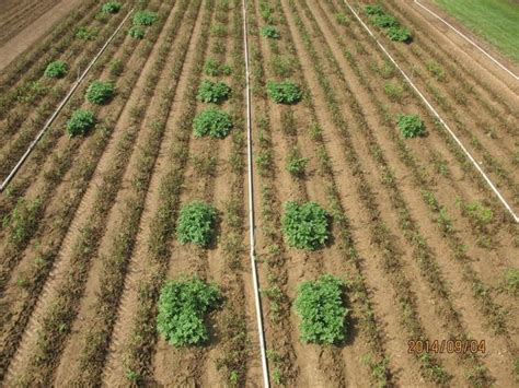 Usda Approves Simplots Second Generation Gmo Potato Andnowuknow