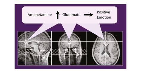 Brain Glutamate Dynamics Predict Positive Agency In Healthy Women Insights From Combined