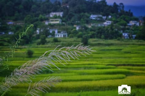 Someshwar Range Village In Forest Cd Block Almora Block Almora