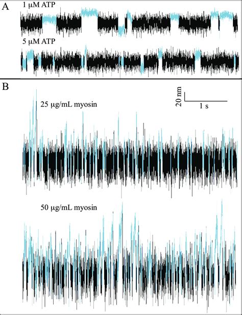 Example Displacements Of The Trapped Bead In The Laser Trap Assay A Download Scientific