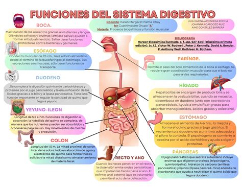Mapa Conceptual Del Sistema Digestivo