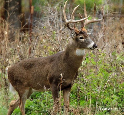 Call That Deer To You Tips That Work For Deer Calling Success Share The Outdoors