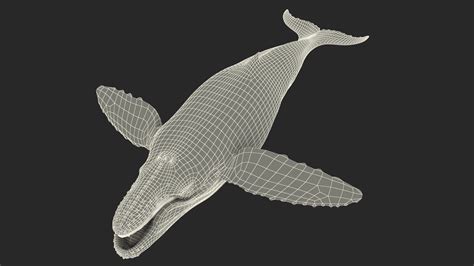 Whales Collection 3d Model 179 3ds Obj Max C4d Ma Free3d