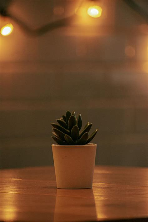 가정의 분위기 고요한 냄비 녹색 식물 다육 다육식물 다육식물 배열 따뜻한 음색 따뜻한 조명 목조 테이블 미니멀리스트 미묘한 우아함 본성을 키우다