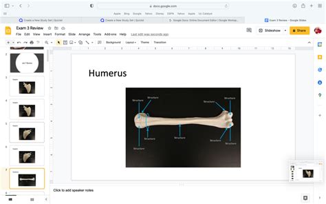 Humerus Diagram Quizlet