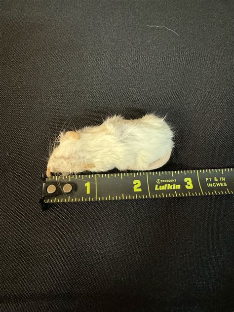 Hopper Mouse Rodent Valet