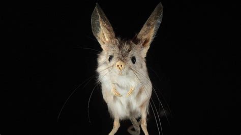 Jerboa Wallpapers Wallpaper Cave