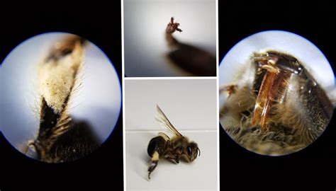 Bee Under Microscope