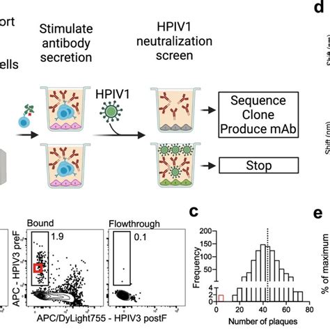 Identification And Analysis Of Hmpv Rsv Cross Neutralizing Monoclonal Download Scientific