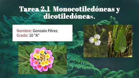 Tarea 2 1 Monocotiledóneas Y Dicotiledóneas