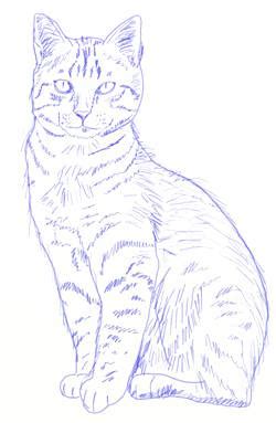 How To Draw A Realistic Cat Body