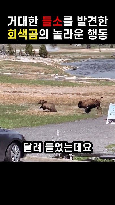 거대한 들소를 발견한 회색 곰의 놀라운 행동 Youtube
