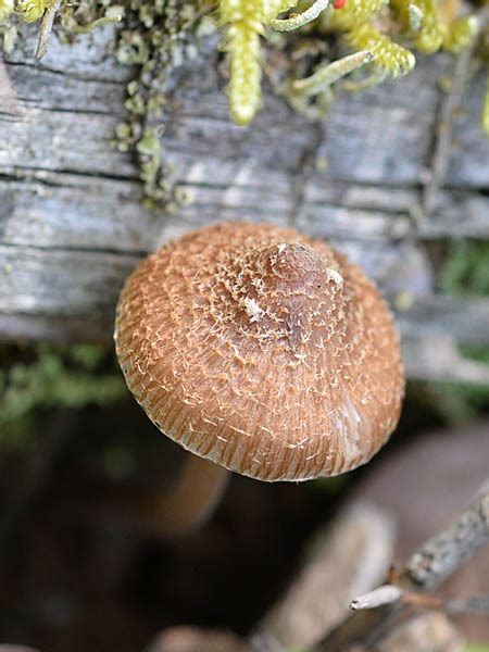 クロトマヤタケ Cortinarius obtusus フウセンタケ科 Cortinariaceae フウセンタケ属 三河の植物観察野草
