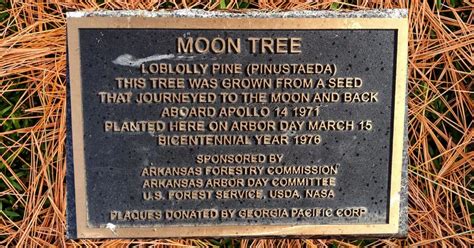 9 Oldest Trees In The World Ancient Wonders