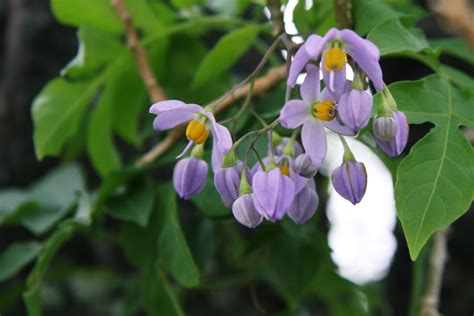 ツルハナナスの花のフリー写真素材