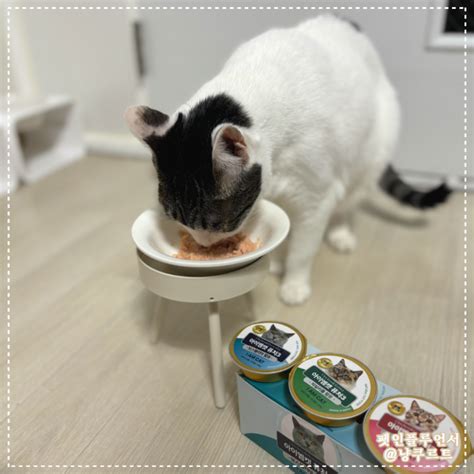 고양이캔 음수량 부족할 때 아이엠캣 고양이습식캔 간식 네이버 블로그 고양이캔 음수량 부족할 때 아이엠캣 고양이습식캔 간식 네이버 블로그