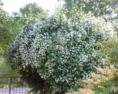 Mock Orange A Beginners Guide To A Native Favorite